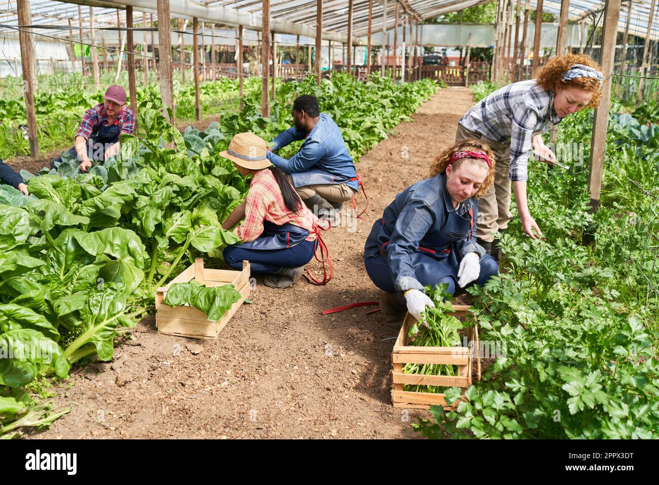 Group of multicultural male and female agronomists harvesting and ...