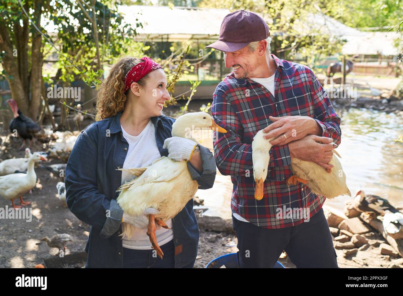 Happy farming couple carrying white geese while looking at each other ...