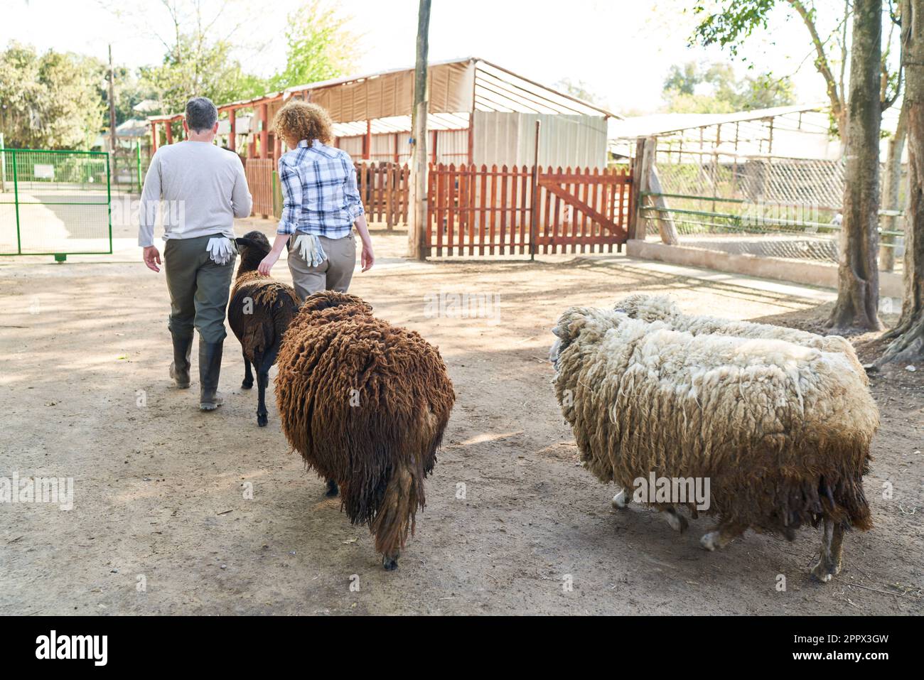 Rear view of mature farming couple walking with sheep at farm Stock ...