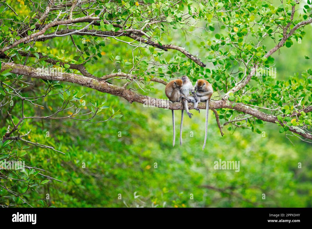 Long tailed macaque sitting on a mangrove tree allogrooming, Singapore ...