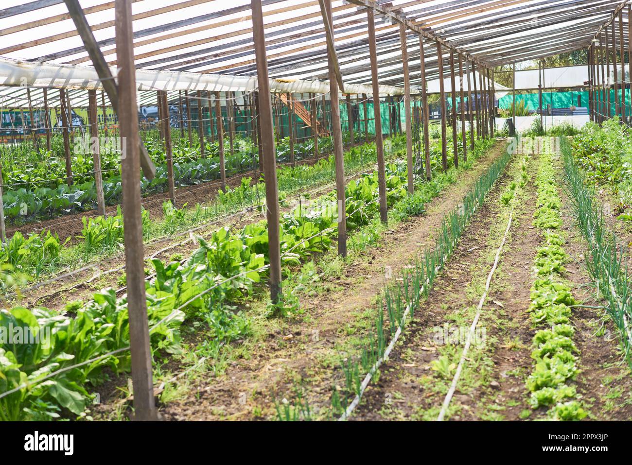 Plants in rows at greenhouse during sunny day Stock Photo - Alamy