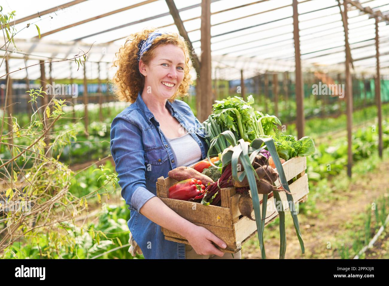 Farmer carrying box sweet potato hi-res stock photography and images ...