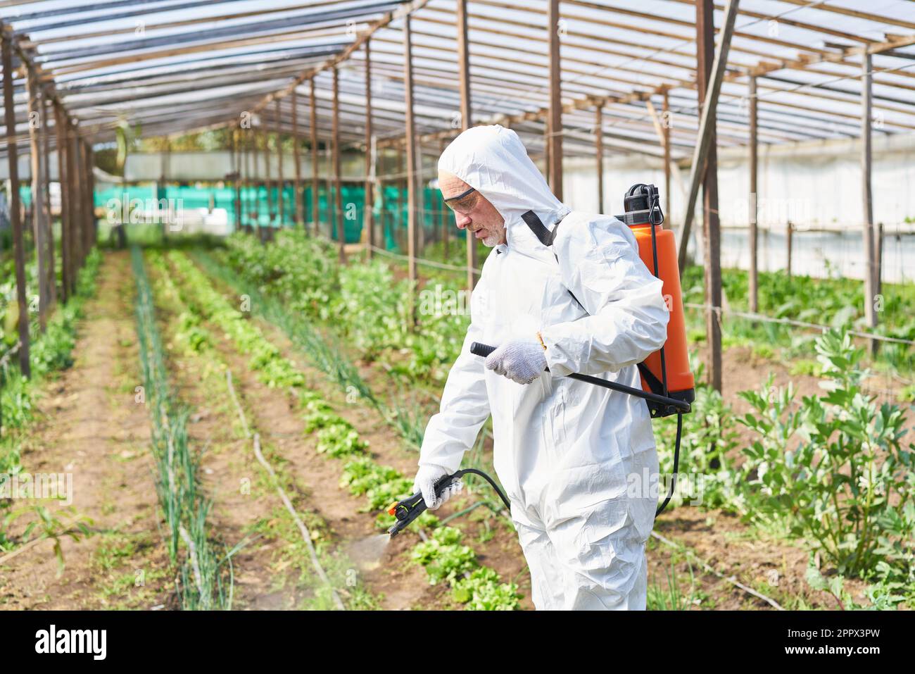 Mature male farmer wearing protective suit spraying pesticide on crops ...
