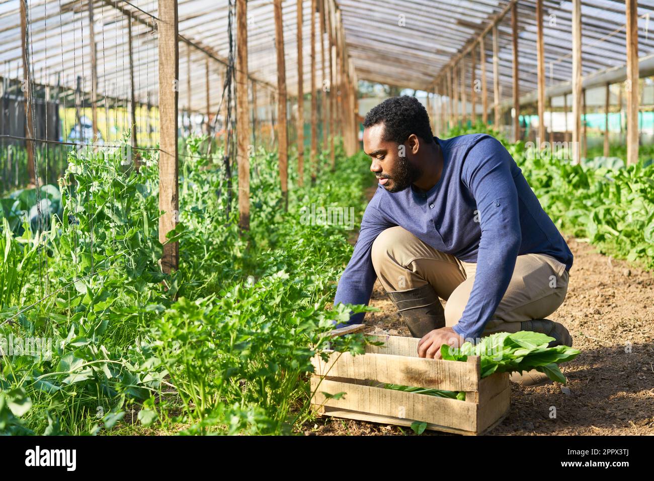 Young male agronomist crouching hi-res stock photography and images - Alamy