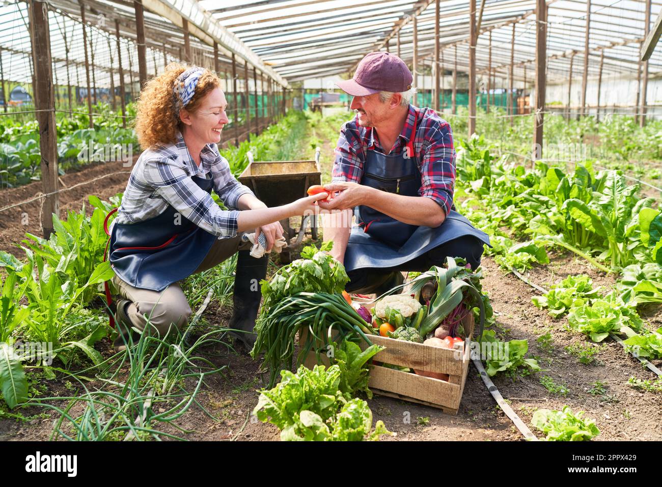 Farmers harvesting vegetables hi-res stock photography and images - Alamy
