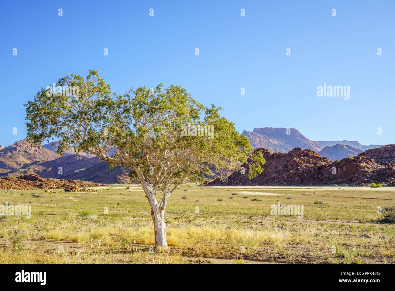 Desert landscape with a tree. White bark glows beautifully in contrast ...