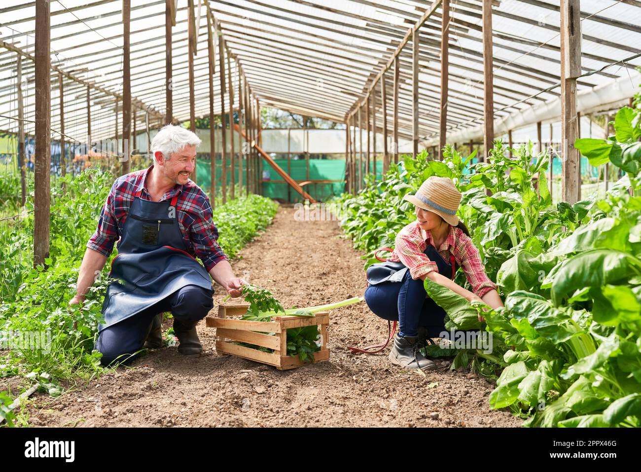 Smiling multicultural male and female farmers harvesting fresh organic ...