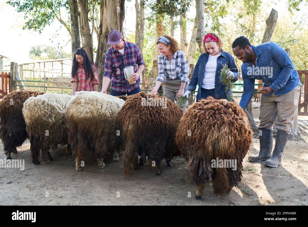 Team of multicultural male and female farmers feeding sheep against ...