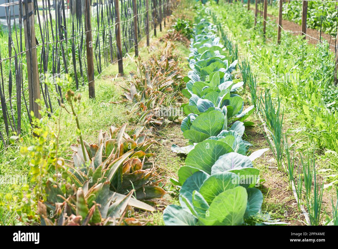 Cauliflower plantations in row at organic greenhouse farm Stock Photo ...