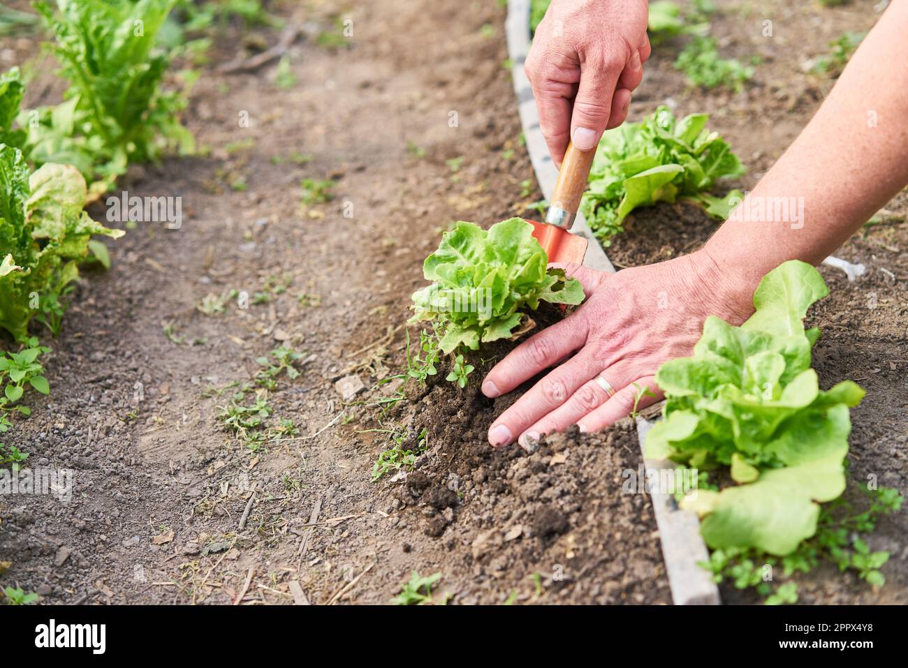 Hands of farmer planting vegetable crop in greenhouse Stock Photo - Alamy