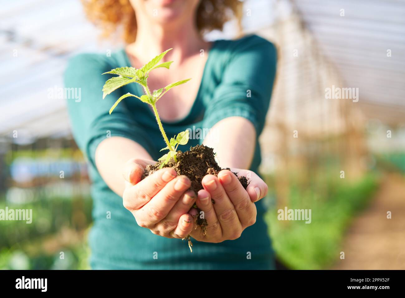 Midsection of mature female farmer holding sapling of mint in hand at ...