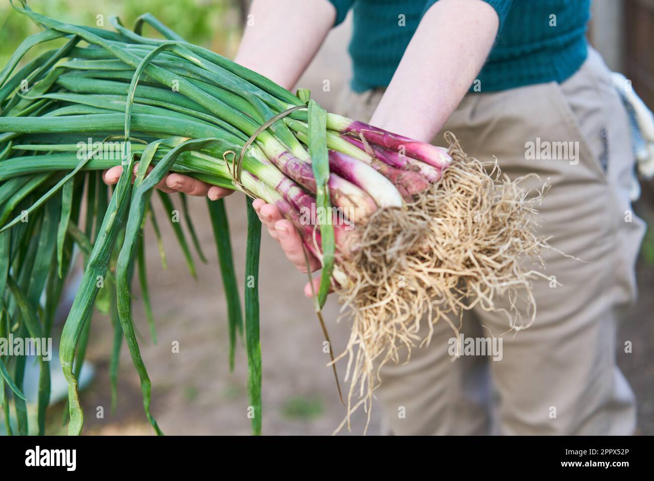 Hands holding fresh bunch hi-res stock photography and images - Alamy