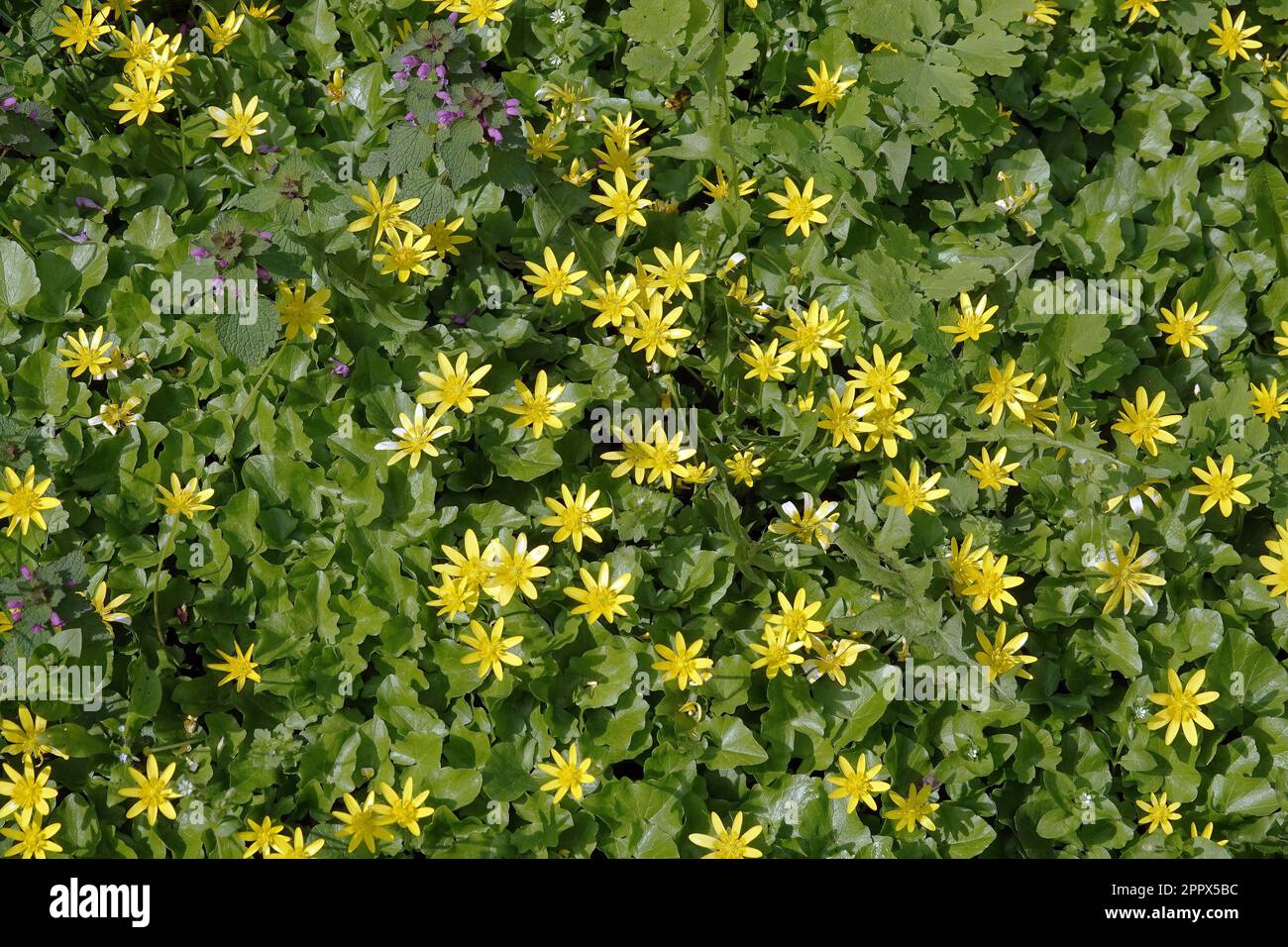 Kurostryak hi-res stock photography and images - Alamy