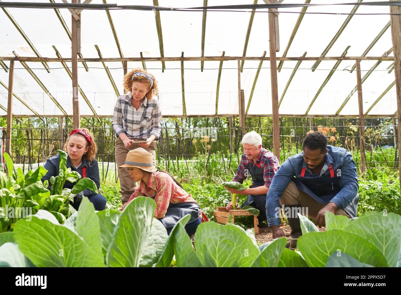 Multicultural male and female farmers examining and harvesting in ...