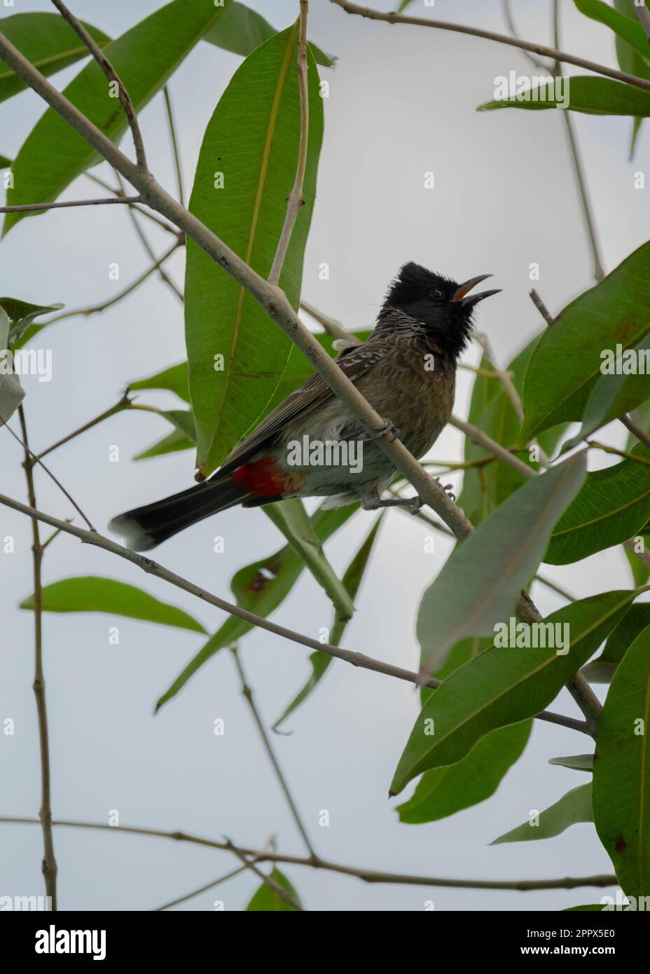 Common birds of india hi-res stock photography and images - Alamy