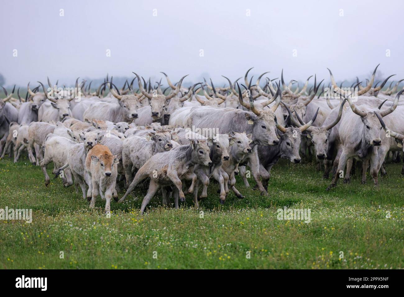 A herd of grey cattle is driven from its winter habitat to its summer ...