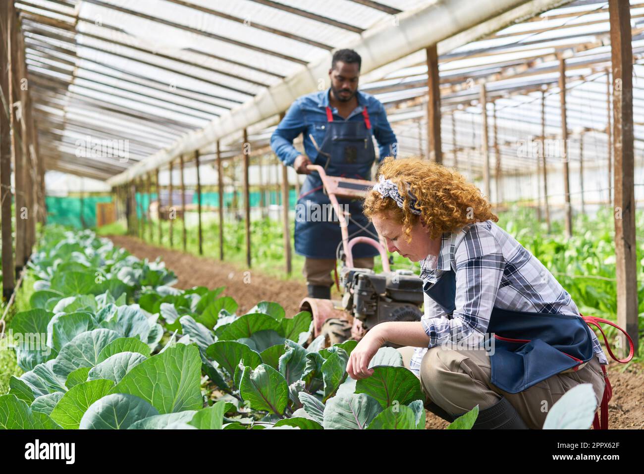 Young crops greenhouse garden hi-res stock photography and images - Alamy