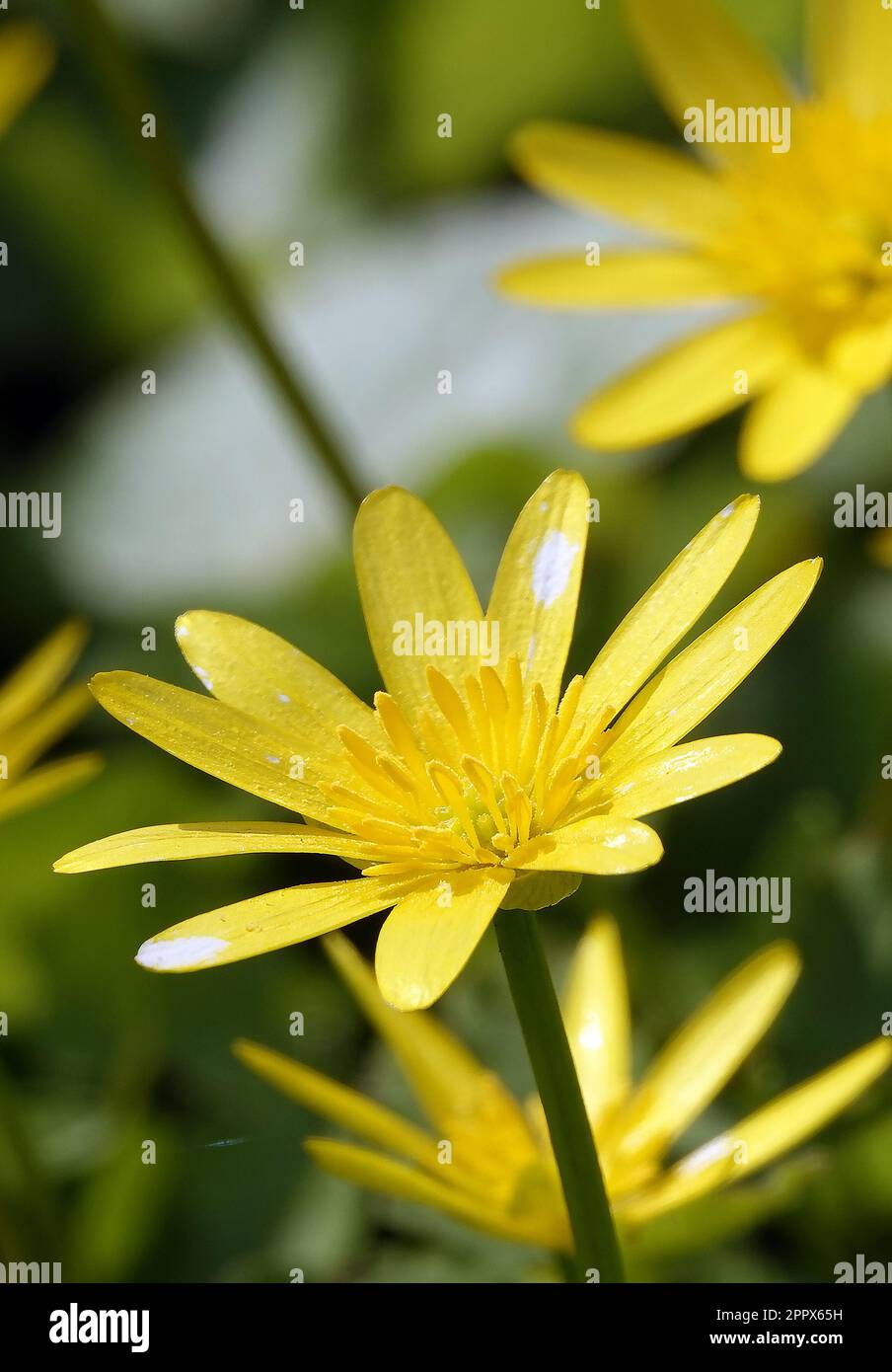Kurostryak hi-res stock photography and images - Alamy