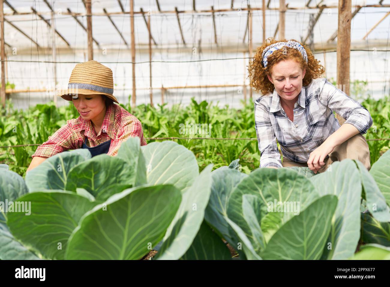 Multicultural female colleagues harvesting cauliflower crops in organic ...
