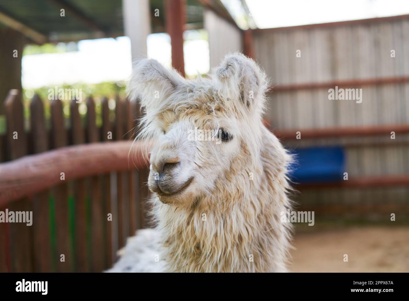 White llama hi-res stock photography and images - Alamy