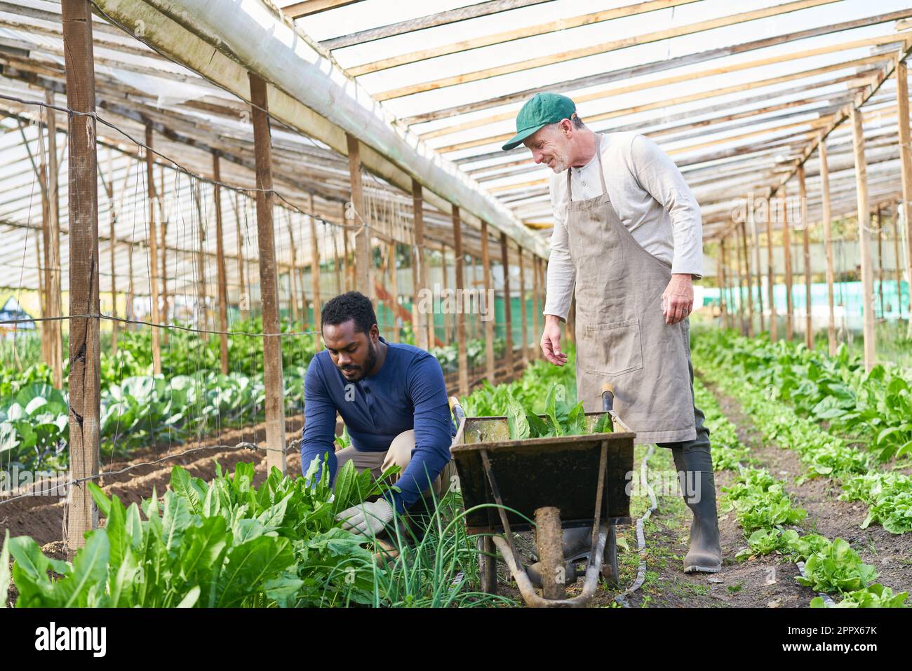 Multicultural male farmers harvesting crops in organic vegetable farm ...