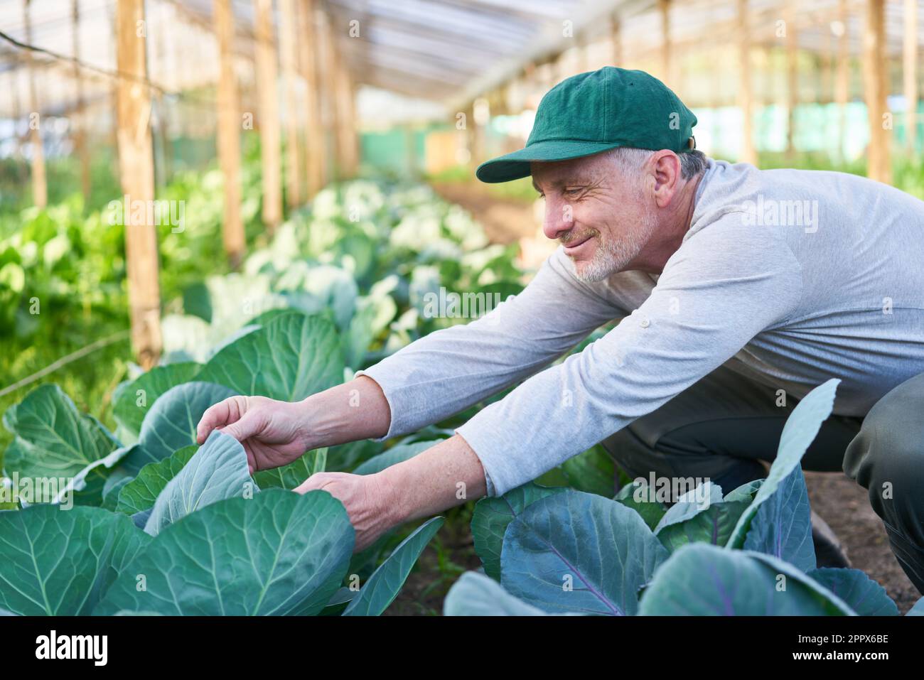 Male farmer crouching while examining and harvesting organic ...