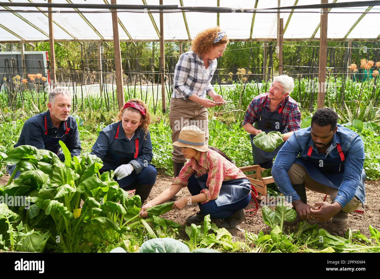 Multicultural male and female agronomists working while colleagues ...