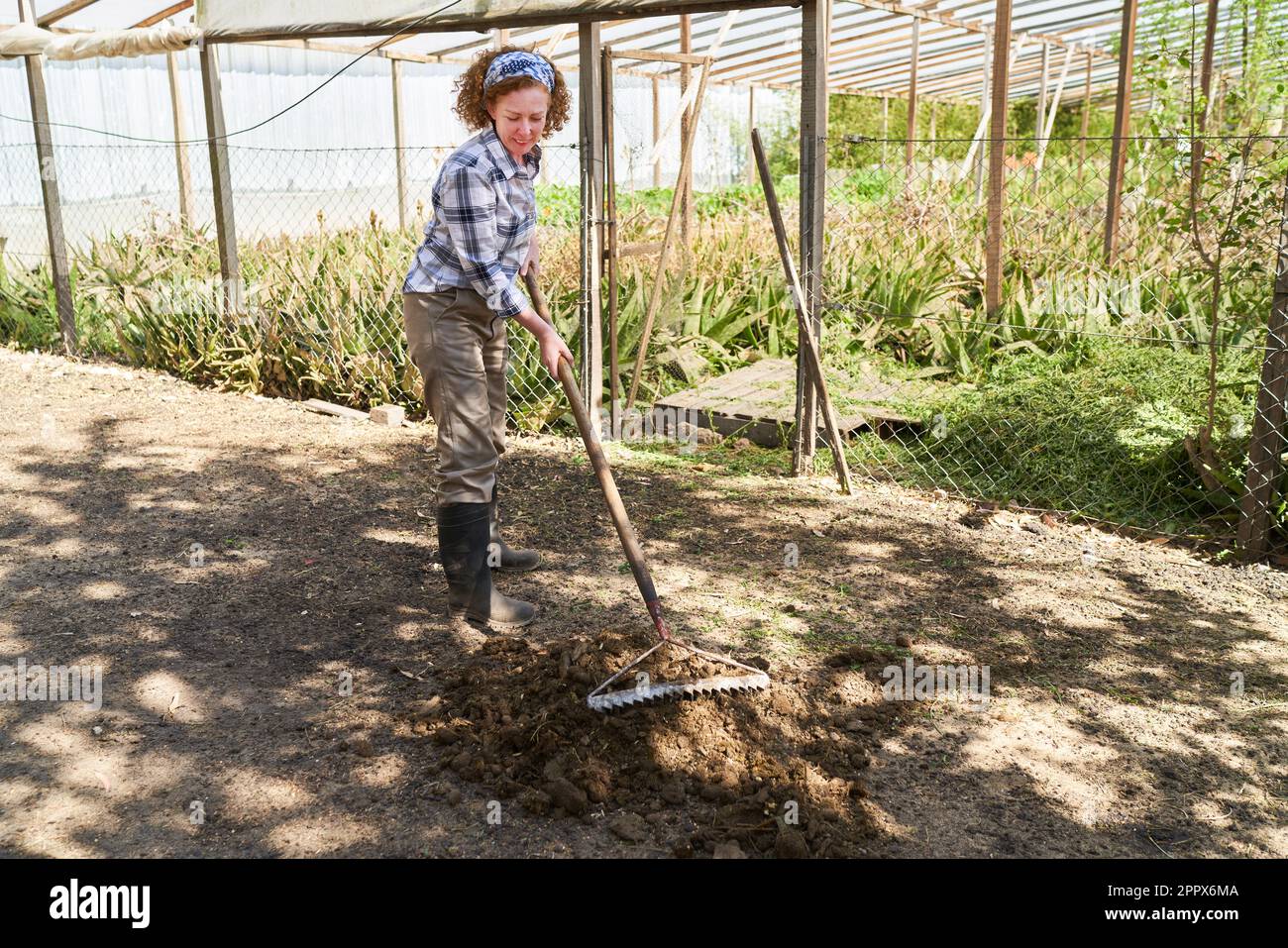 Mature female farmer using rake on soil while working at greenhouse ...