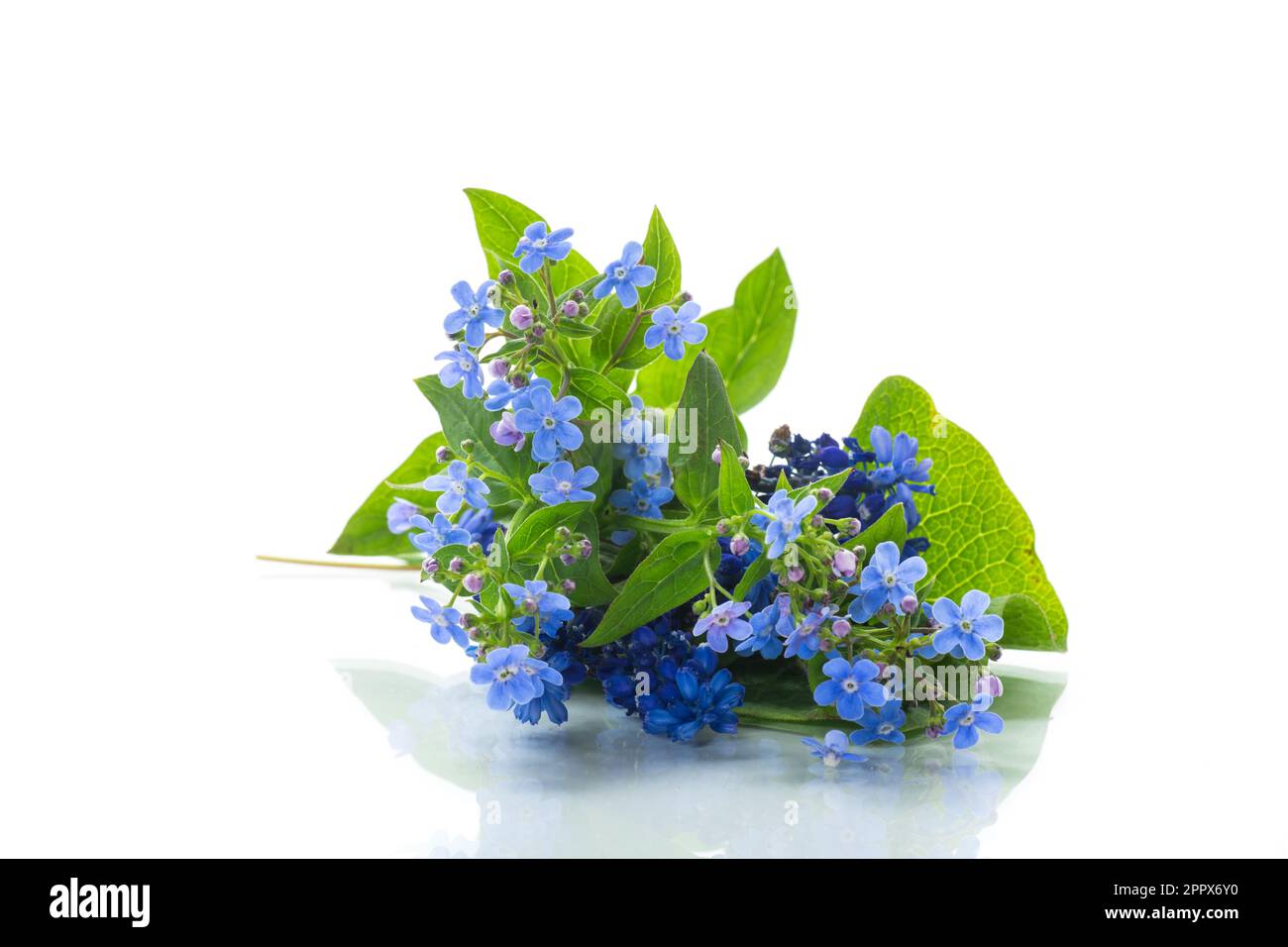 small blue forget-me-not flowers isolated on white background Stock ...