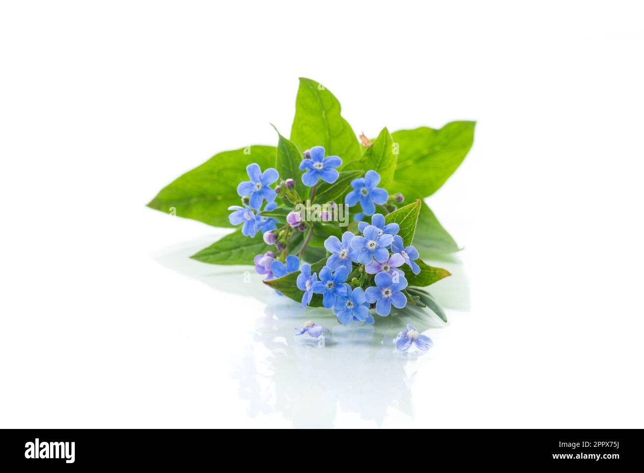 small blue forget-me-not flowers isolated on white background Stock ...