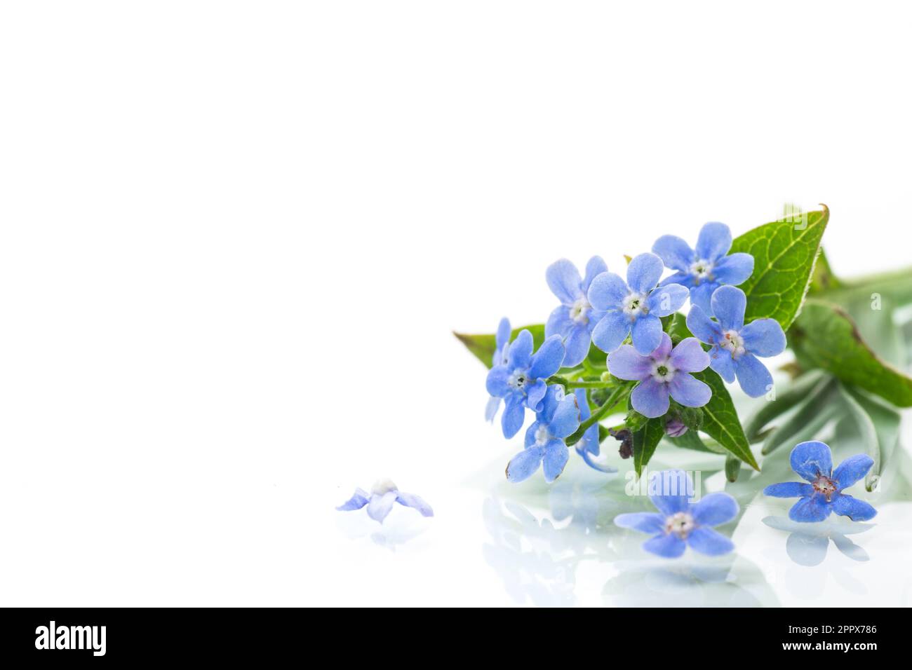 small blue forget-me-not flowers isolated on white background Stock ...