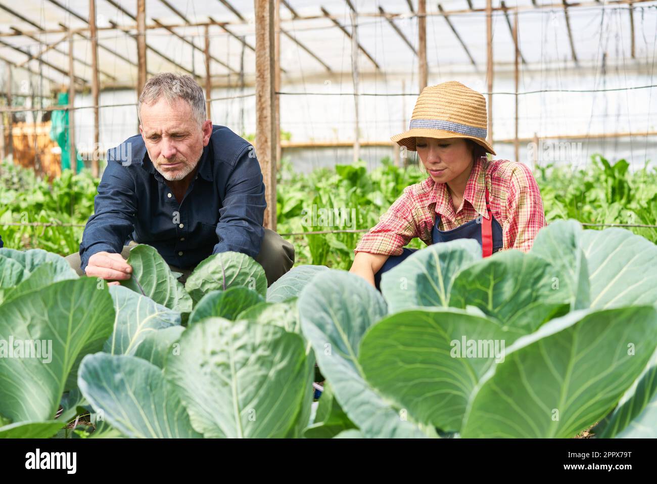Male farmer examining cauliflower crops with female coworker in organic ...