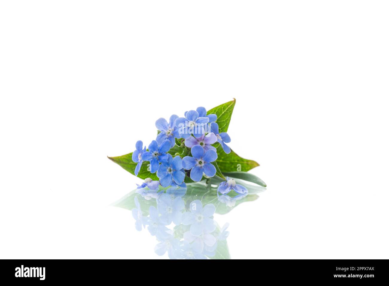small blue forget-me-not flowers isolated on white background Stock ...