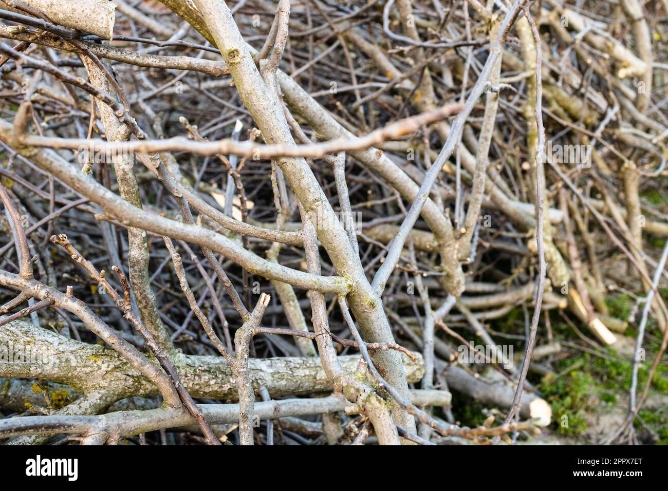fresh sawn branches of walnut tree at ground in backyard Stock Photo ...
