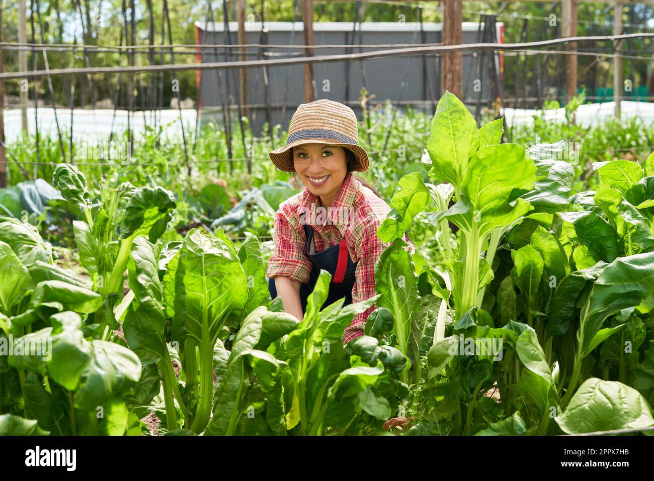 Portrait of smiling female farmer harvesting fresh vegetables in ...