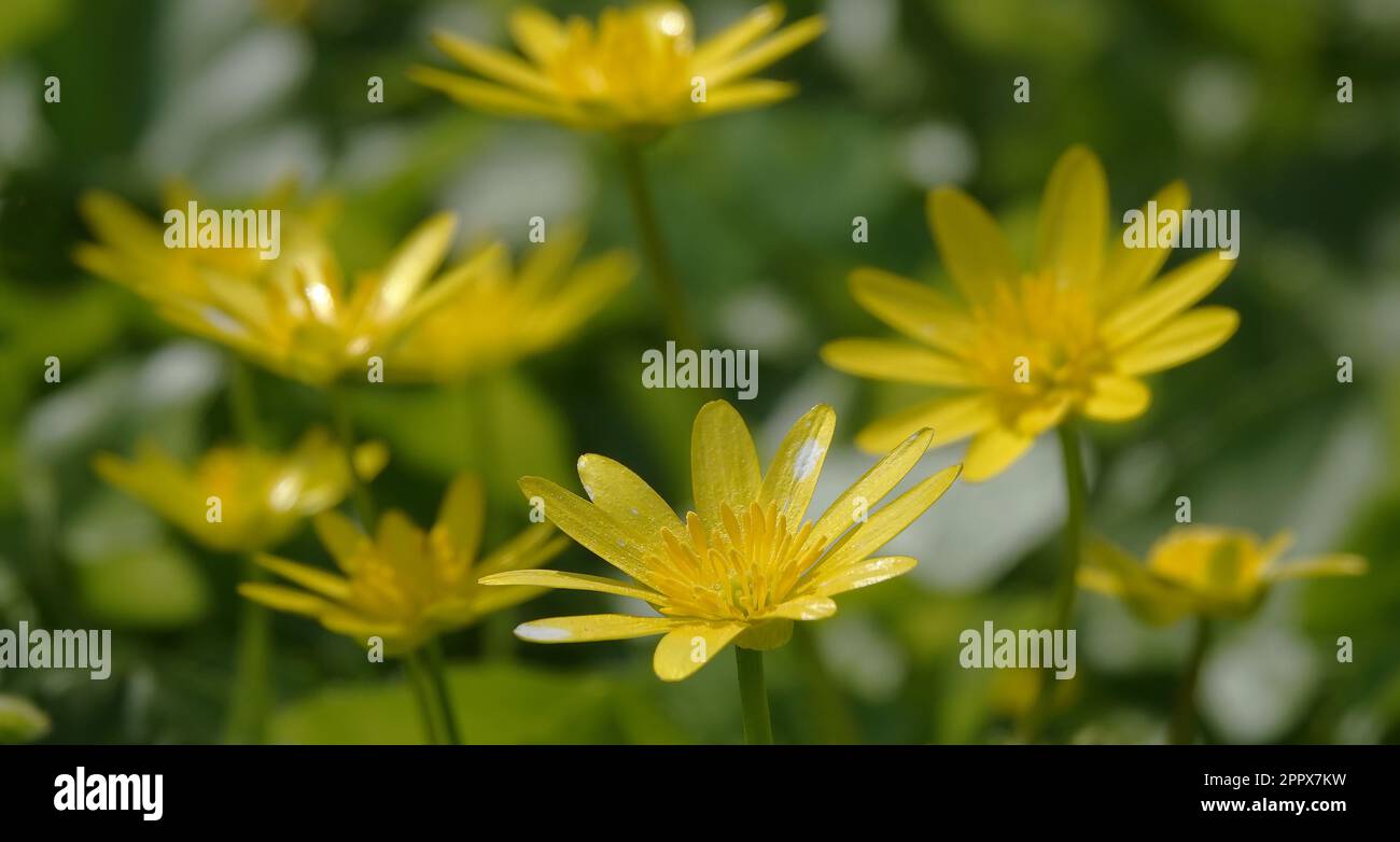 Kurostryak hi-res stock photography and images - Alamy