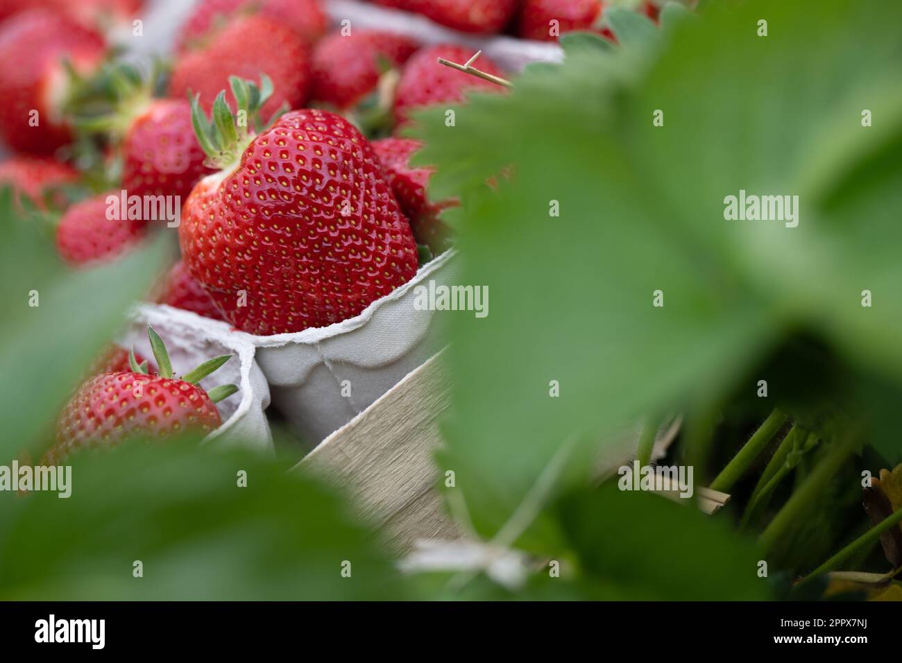 Wiesbaden, Germany. 25th Apr, 2023. Strawberries lie in hulls in a ...