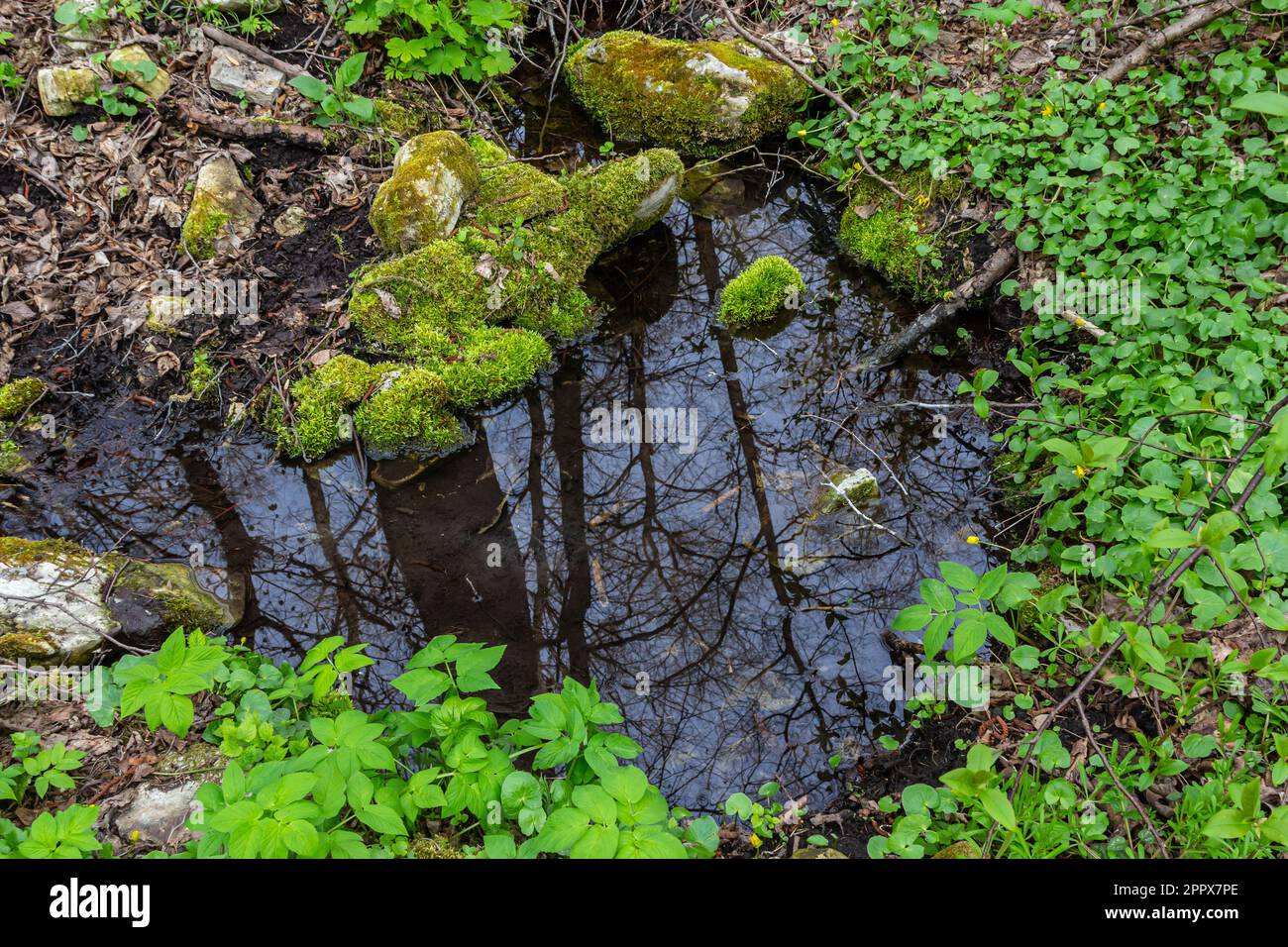 River in a forest park. Plants, moss, green grass. Reflections on water ...