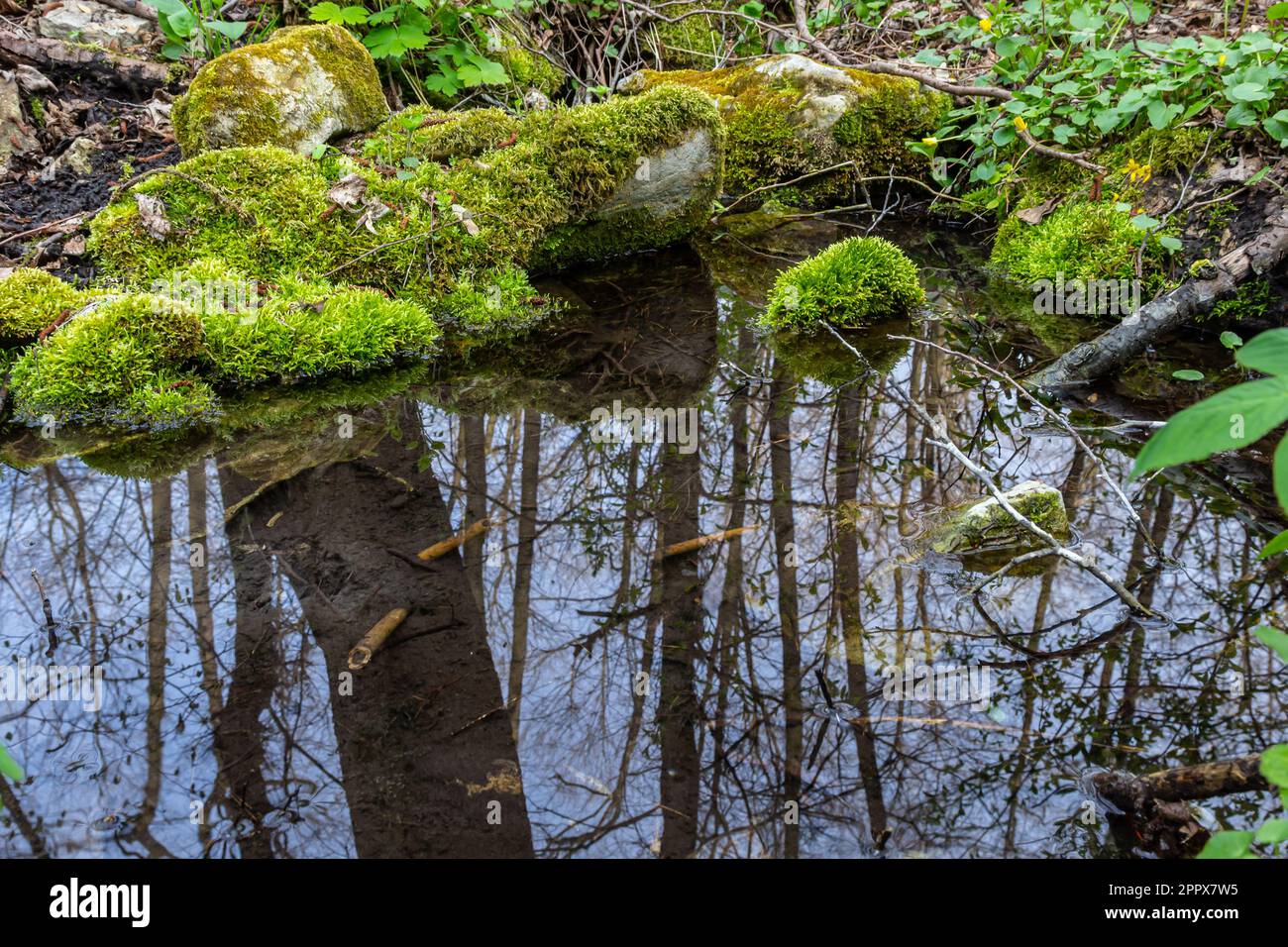River in a forest park. Plants, moss, green grass. Reflections on water ...