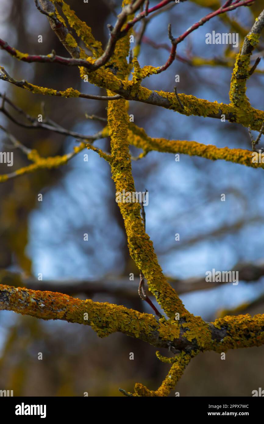 Xanthoria parietina common orange lichen, yellow scale, maritime ...