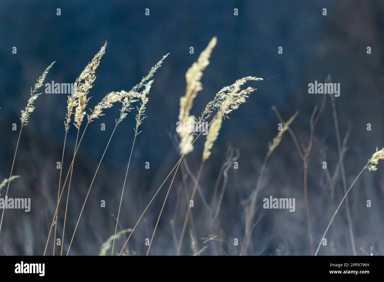 Calamagrostis epigejos bushgrass. Wood small-reed grass in field ...