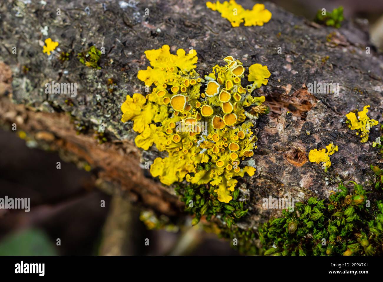 Xanthoria parietina common orange lichen, yellow scale, maritime ...