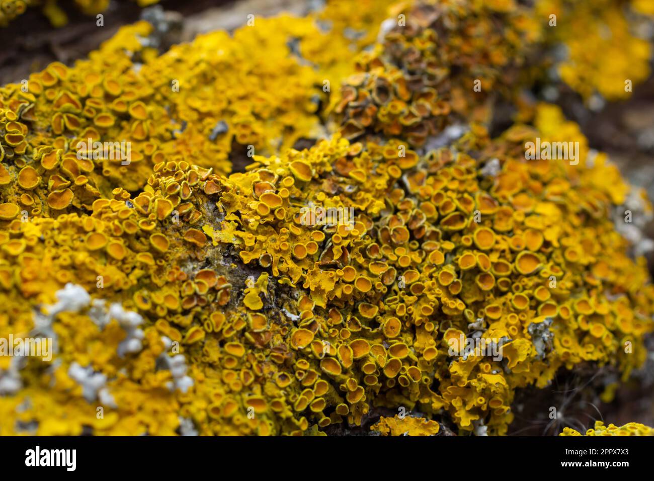 Xanthoria parietina common orange lichen, yellow scale, maritime ...