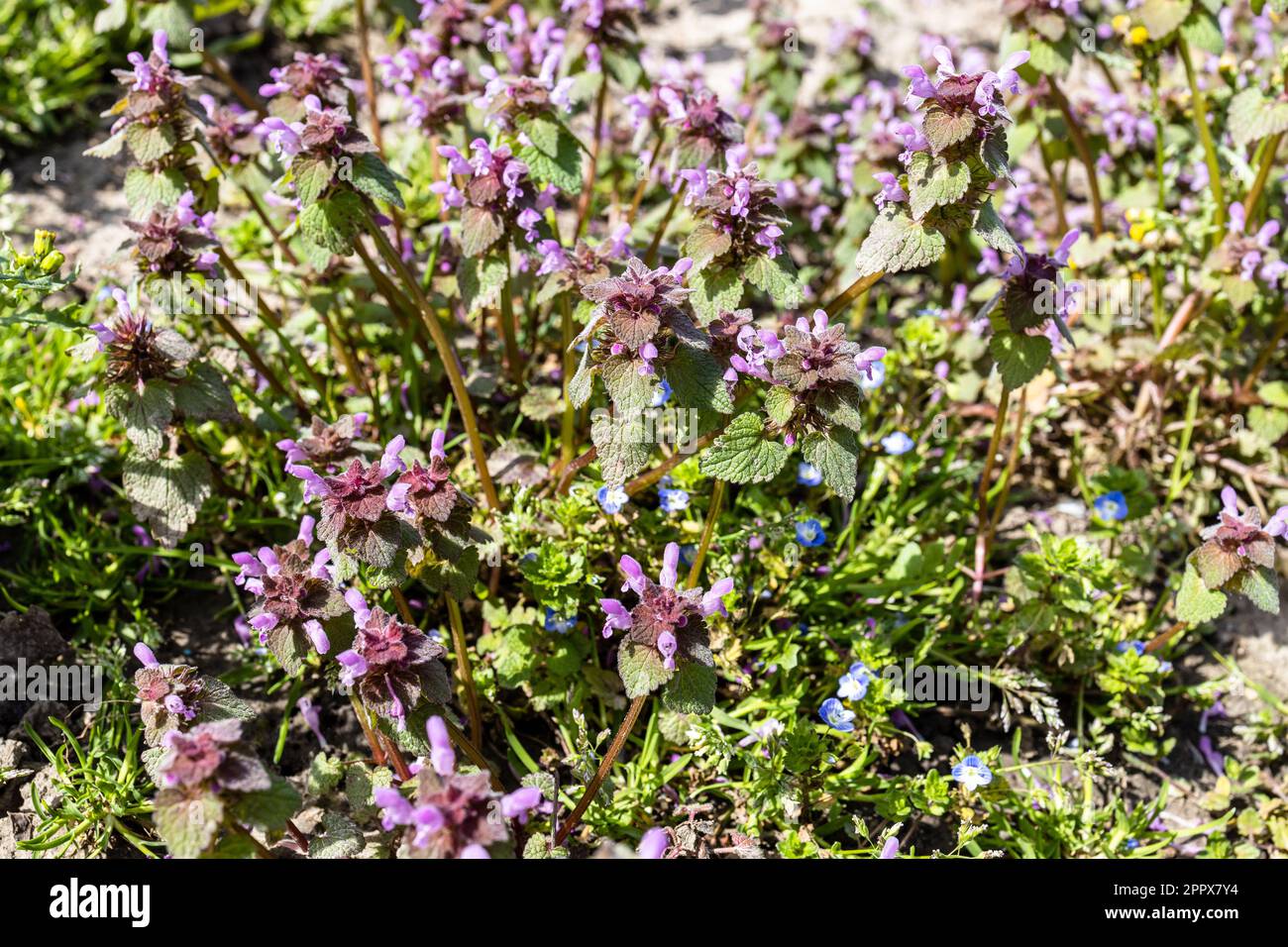 Fresh green nettle in spring hi-res stock photography and images - Alamy
