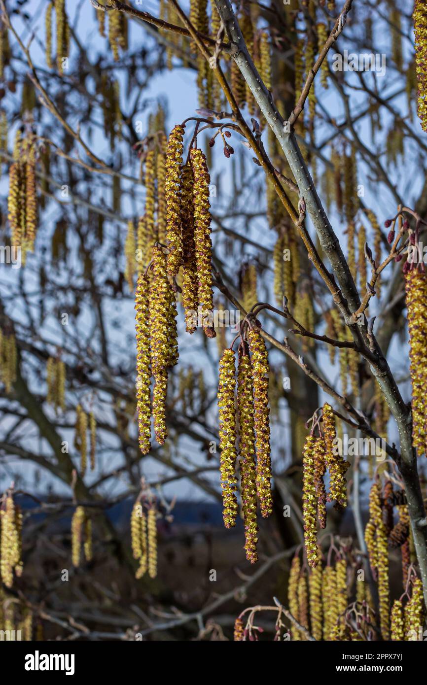 Small branch of black alder Alnus glutinosa with male catkins and ...