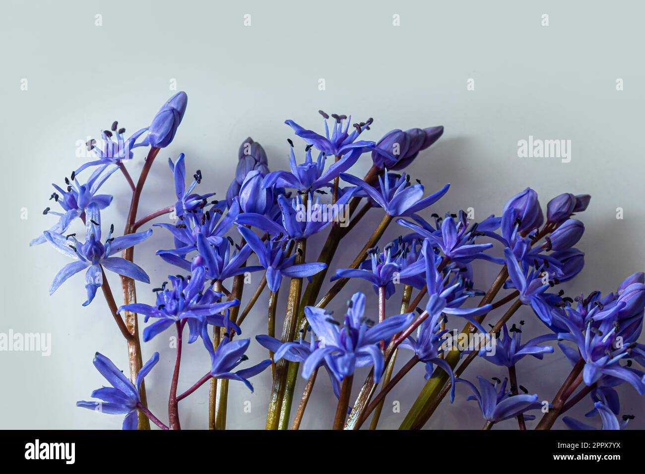 Flower design - floral border made of Scilla bifolia two-leaf squill or ...