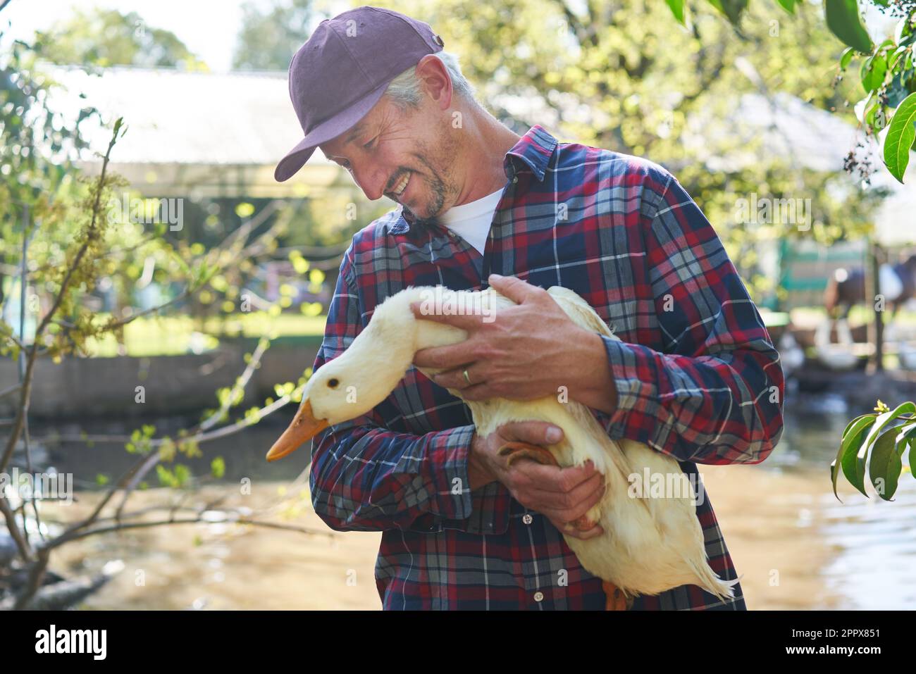 Happy mature male farmer stroking white goose while standing in farm ...