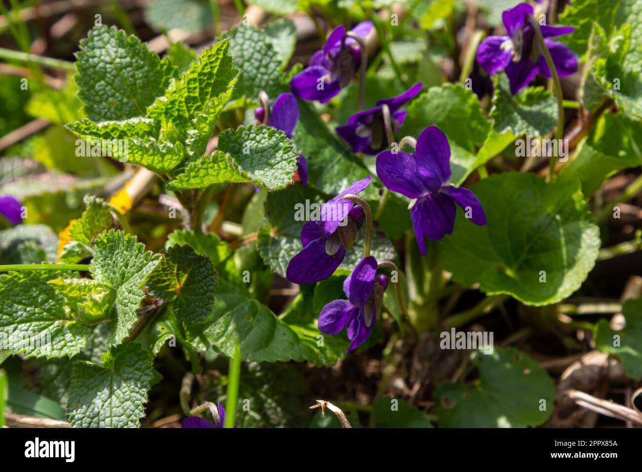 Wild violets Viola odorata have heart-shaped leaves with purple-blue ...