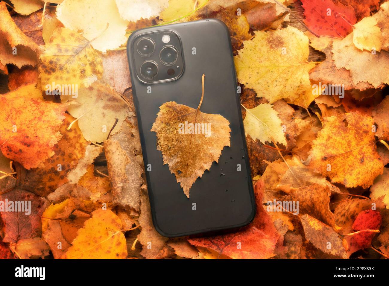 the new apple iphone 14, 13 promax on an autumn background of silt ...