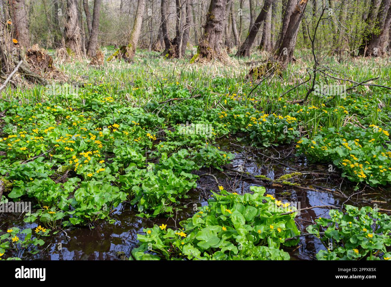 River in a forest park. Plants, moss, green grass. Reflections on water ...